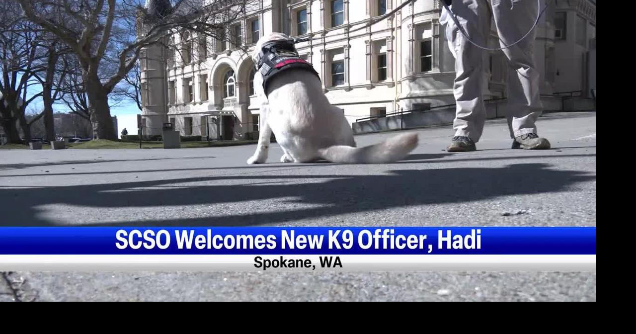 Spokane County welcomes new K9 officer | Non-stop | khq.com