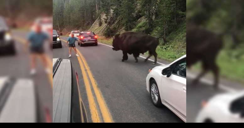 Park investigating after viral video shows man taunting bison in ...