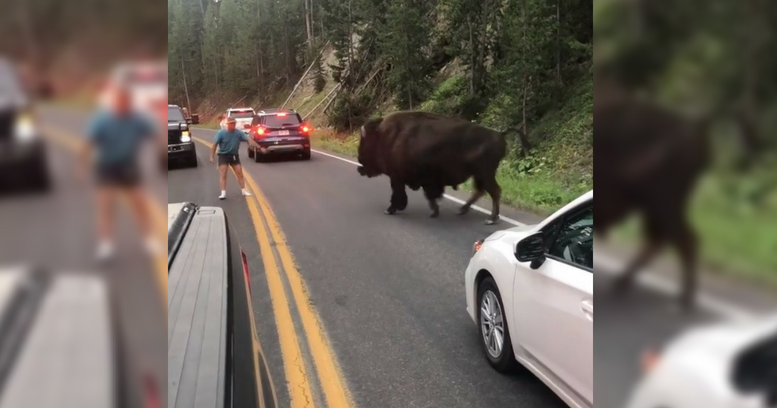 Park investigating after viral video shows man taunting bison in ... Park investigating after viral video shows man taunting bison in ...