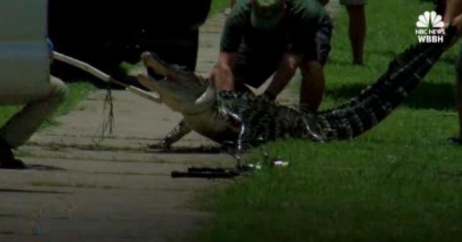 Man loses finger, toes and testicle in alligator attack | Spokane News ...