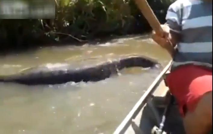 WATCH IT: largest snake ever found caught on video, but is it real ...