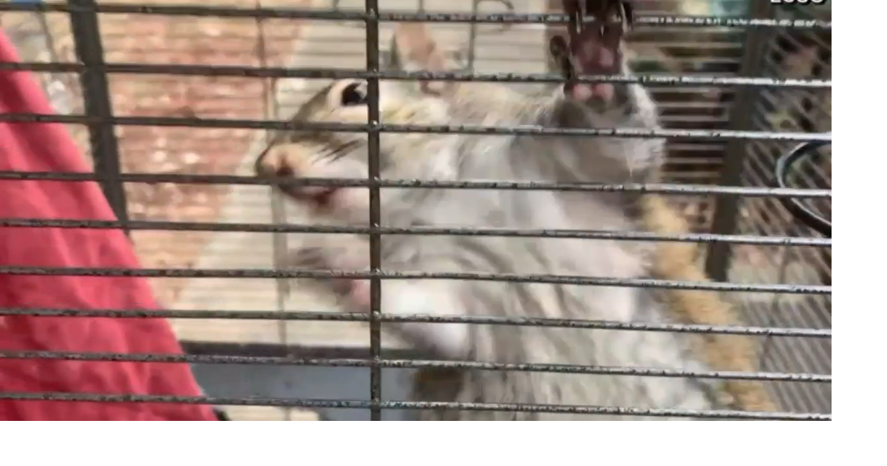 UPDATE: In video, Alabama man denies feeding meth to squirrel | Spokane ...