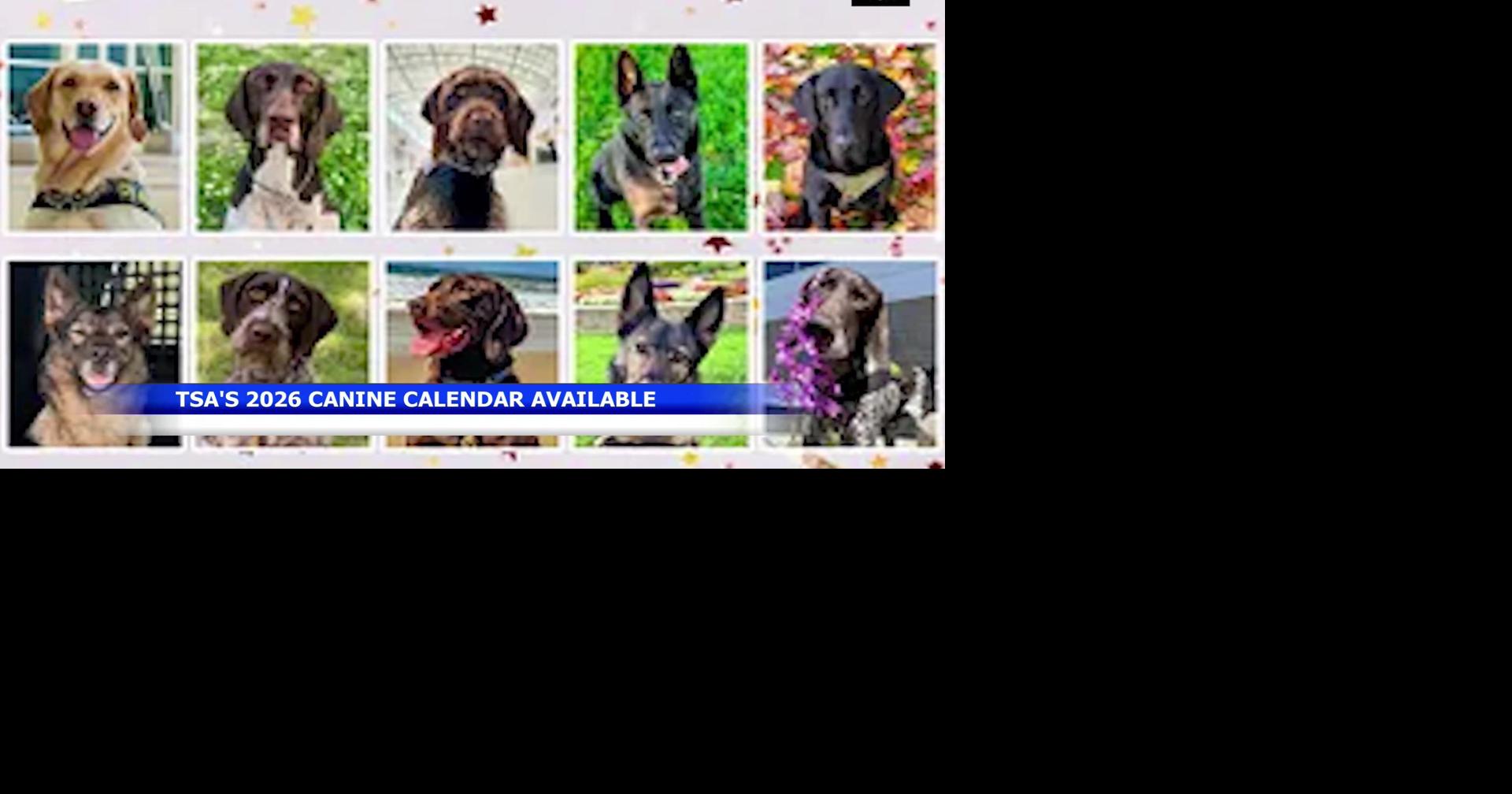 TSA's 2026 canine calendar showcases their cutest workers | | khq.com