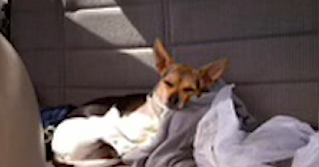 Spokane woman offers reward for beloved dog taken from crash that took ...