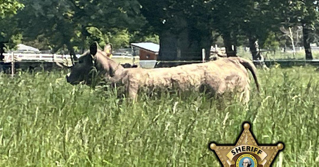 Roaming cow in Grant County seeking to be united with owner | Spokane ...