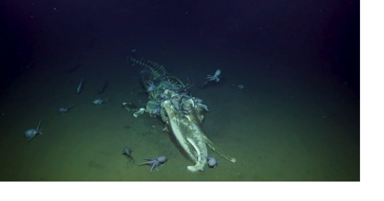 VIDEO: Scientists find whale skeleton on seafloor of California coast ...