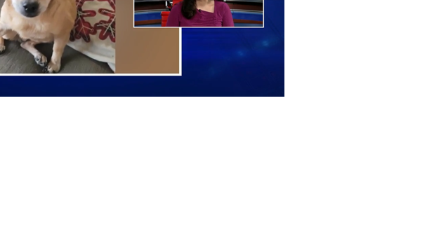 Blind chihuahua goes into animal hospice care in Lewiston | Spokane ...