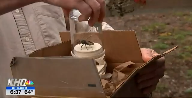 Scientists will set 1,000 traps for murder hornets this year | Spokane ...