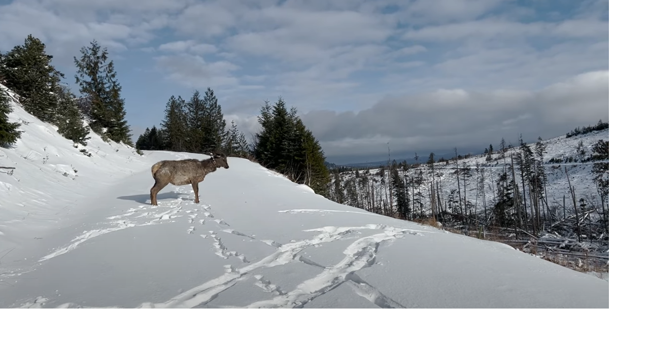 Idaho Fish and Game to deploy GPS collars on elk and moose calves for ...