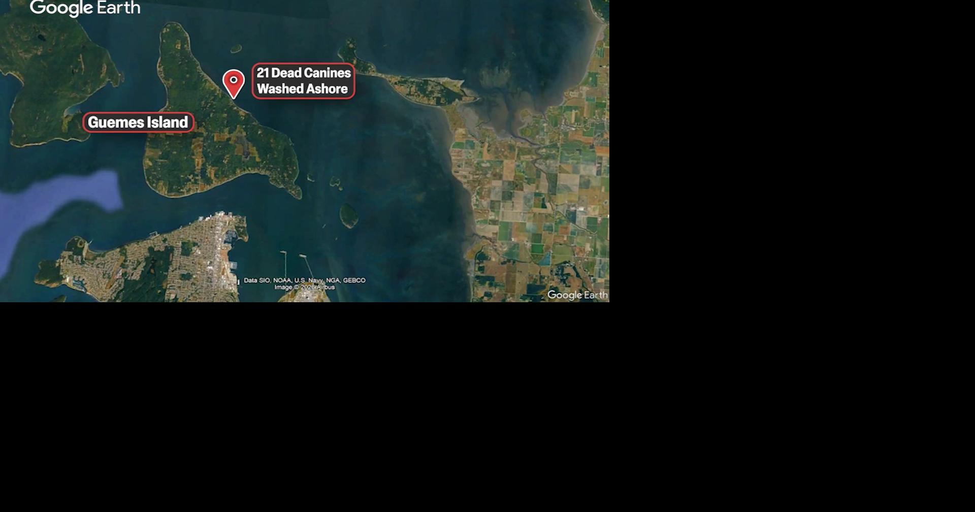 Guemes Island investigation grows after 12 dead dogs found | Spokane ...