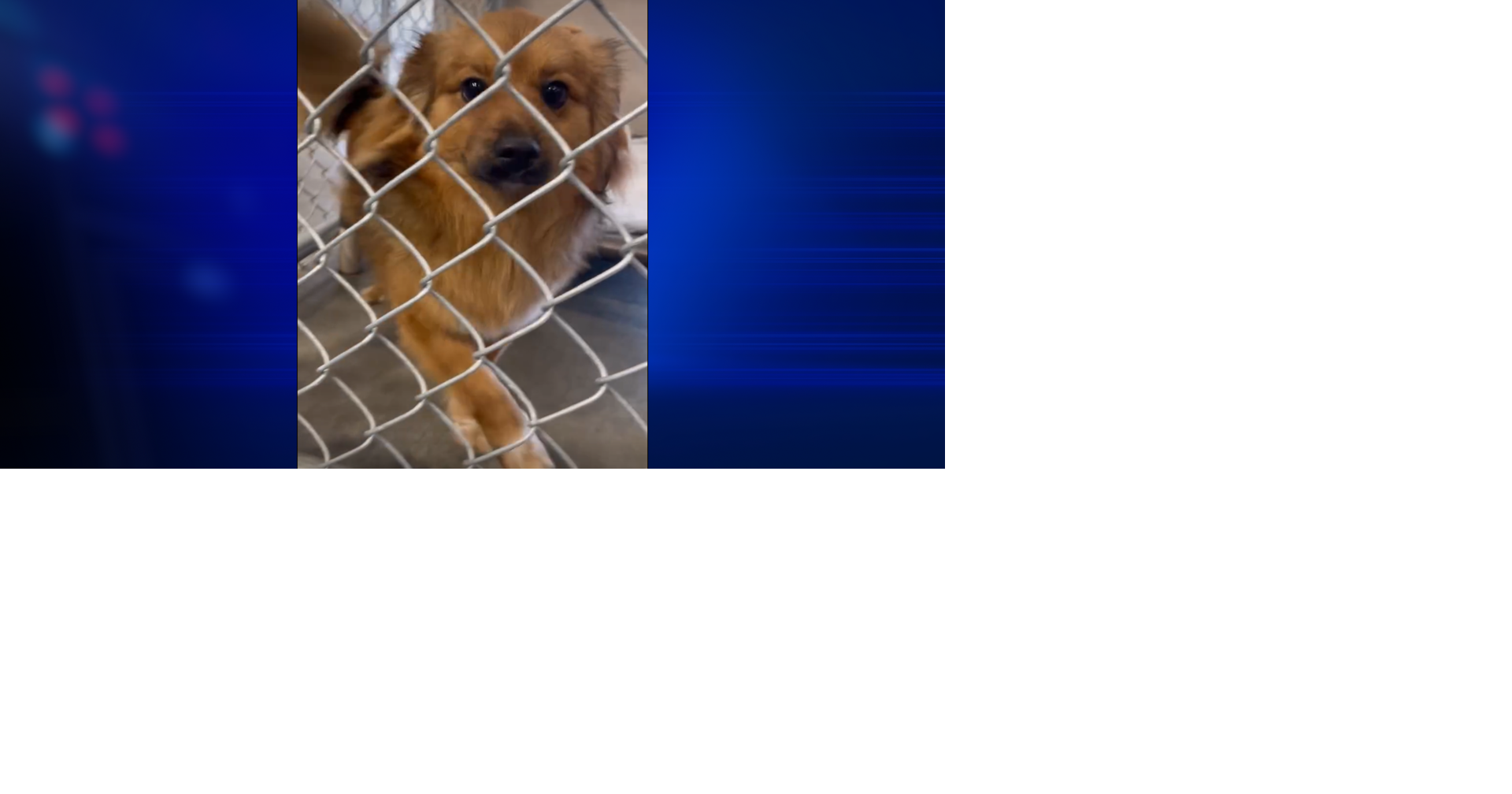 West Richland Police looking for lost dog owner | Spokane News | khq.com