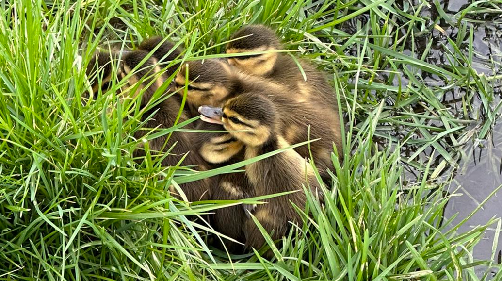 Community comes together to save baby ducklings stuck in a storm drain ...