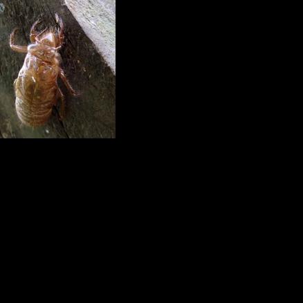 YUMMIE! Annual Insect Eating Lunch At Washington State University ...