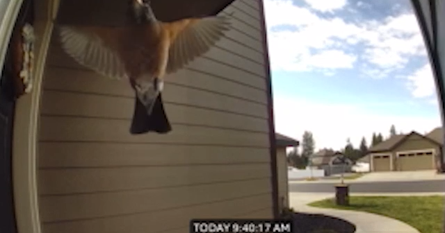 Why is a bird continuously flying into my window and what can I do ...