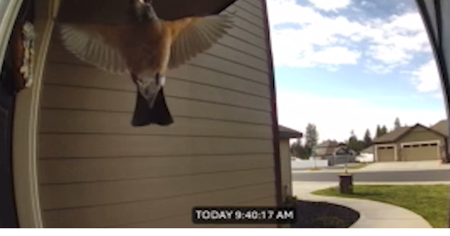 Why is a bird continuously flying into my window and what can I do ...