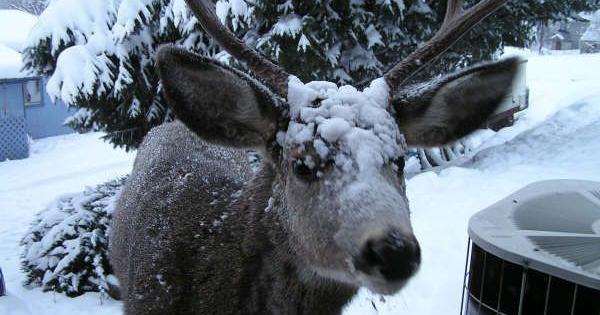 Spokane snow fall sets record for December | Spokane News | khq.com