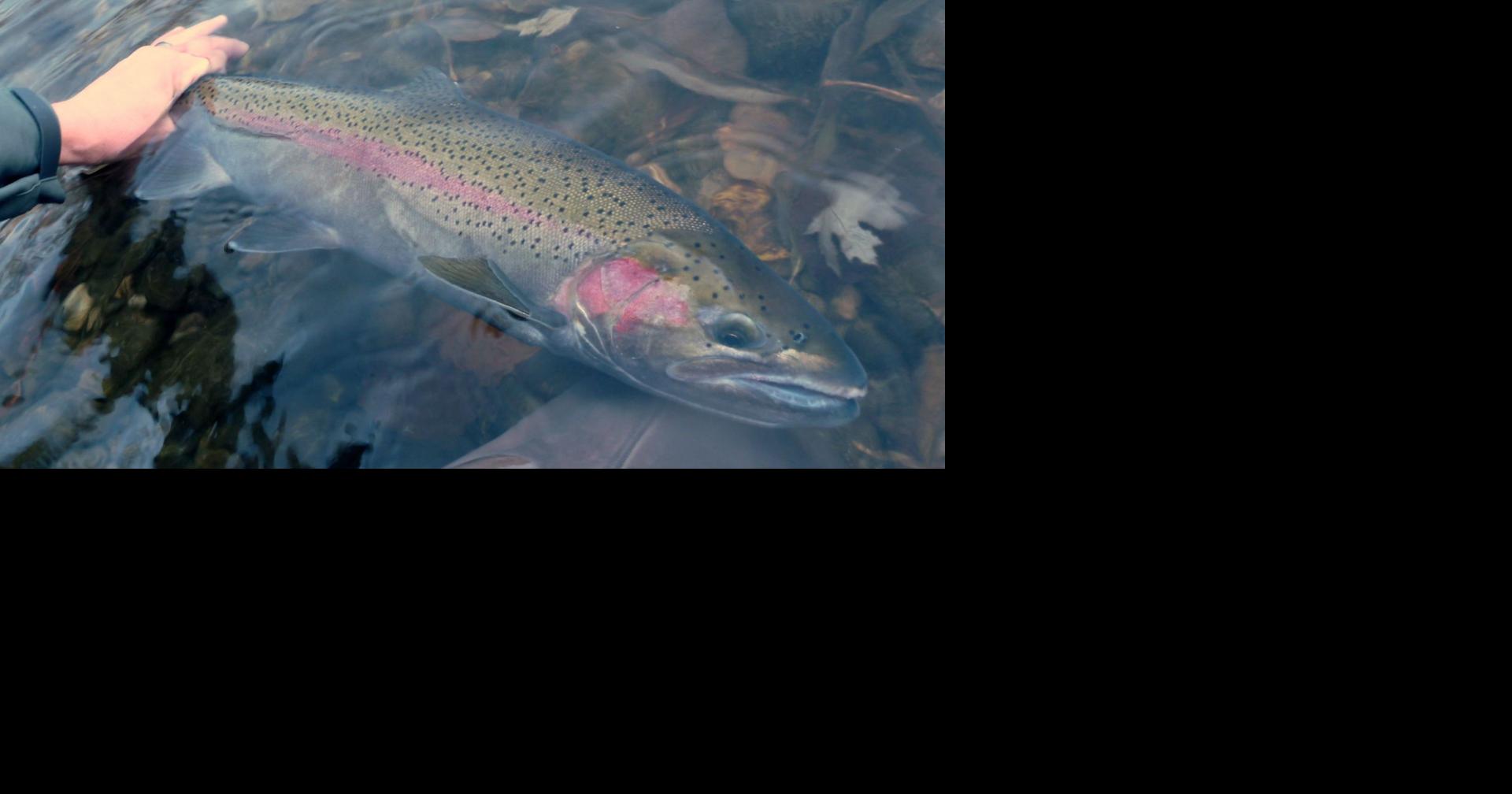 Coastal steelhead fishing season ends March 31 in Washington state ...