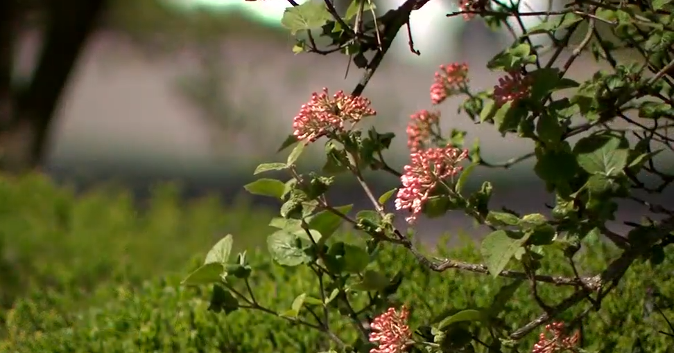 Spring allergy season could get worse, researchers say it has a lot to ...