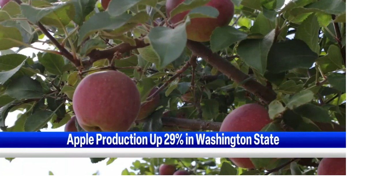 With perfect spring conditions, apple production in Washington state is ...