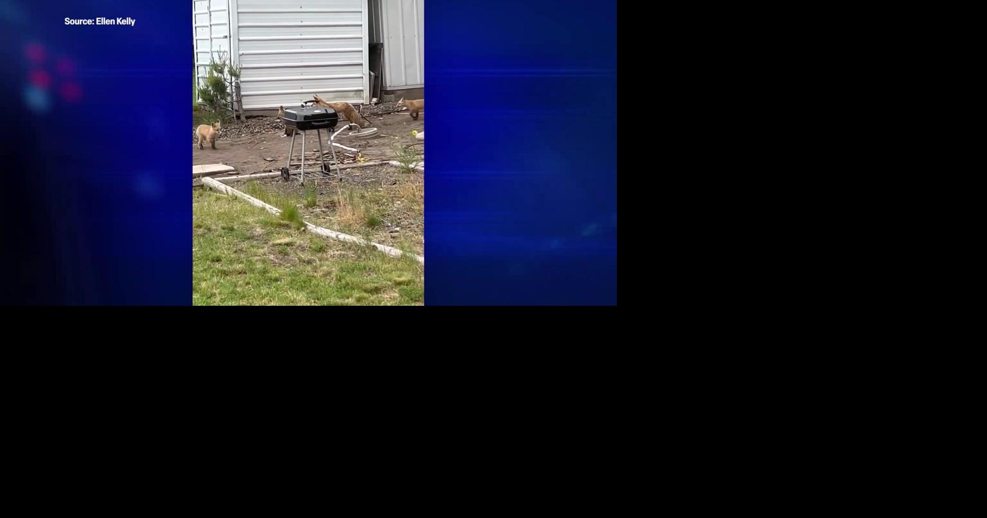 Foxes spotted loose on the Palouse | Spokane News | khq.com