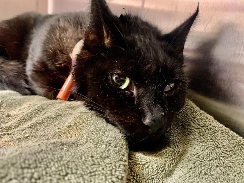 Animal cruelty investigation underway after cat brought in with serious ...