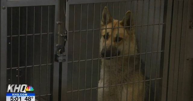 SCRAPS kennels completely full with adoptable dogs | Spokane News | khq.com