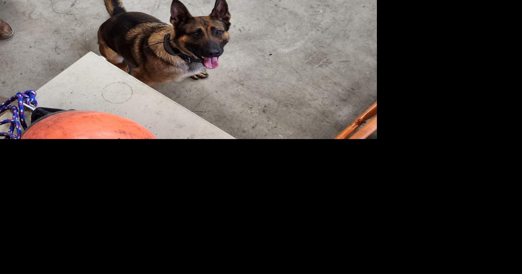 Lewis County K9 dogs have training day | Spokane News | khq.com