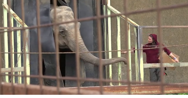 Elephant in Chile rescued from circus and taken to elephant sanctuary ...