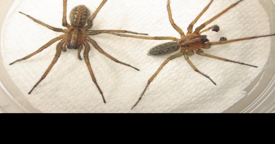Spiders looking for love as mating season is underway in Spokane ...