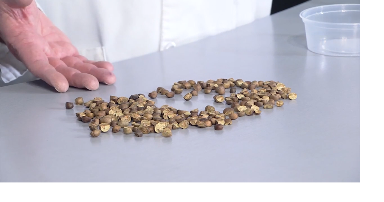 Mexican jumping beans with Radical Rick | Extreme Science | khq.com