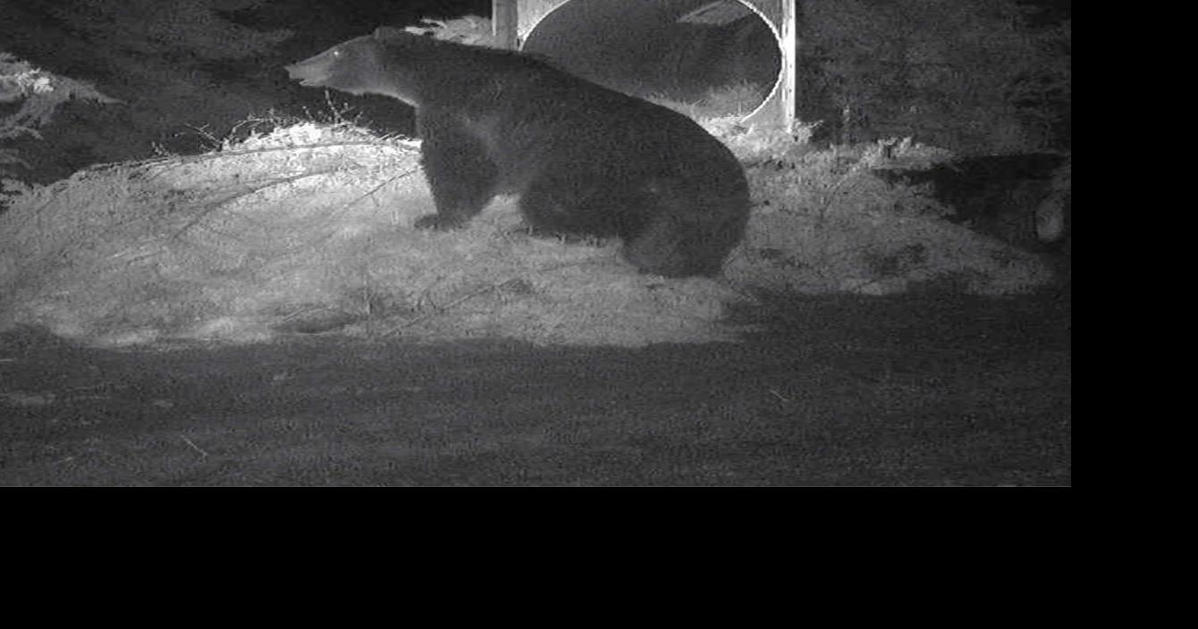 Grizzly bear capture | | khq.com