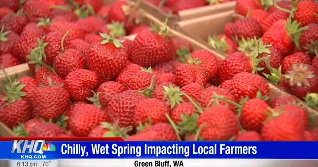 Green Bluff growers enjoy bumper crop of strawberries after cold, wet ...