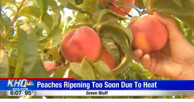 Green Bluff peaches ripening too quickly in the sweltering summer heat ...
