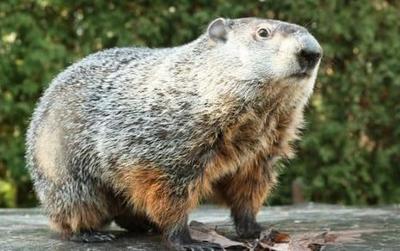 Pennsylvania groundhog's handlers: Phil predicts more winter | News ...