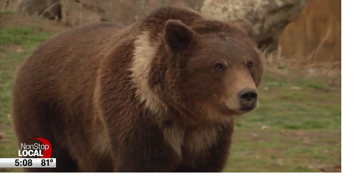 How to keep safe when you encounter wildlife in the Inland Northwest ...