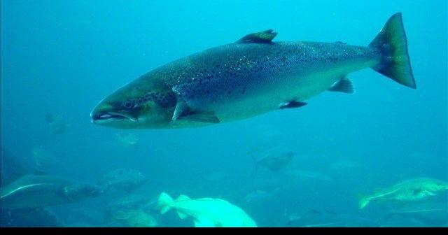 $2.6 million grant approved for salmon restoration on Yakama ...
