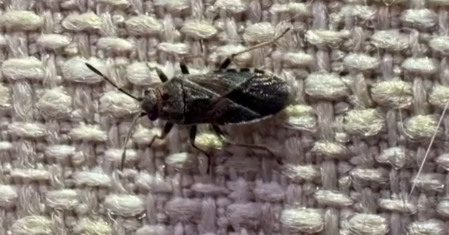 Seed bugs pestering people around the Inland Northwest | Spokane News ...