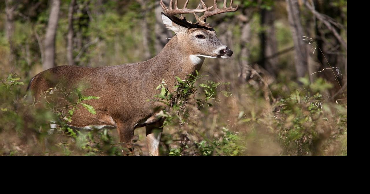 Two animal samples test positive for CWD outside of management areas ...