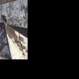 WATCH: Snowboarding crow! | Spokane News | khq.com