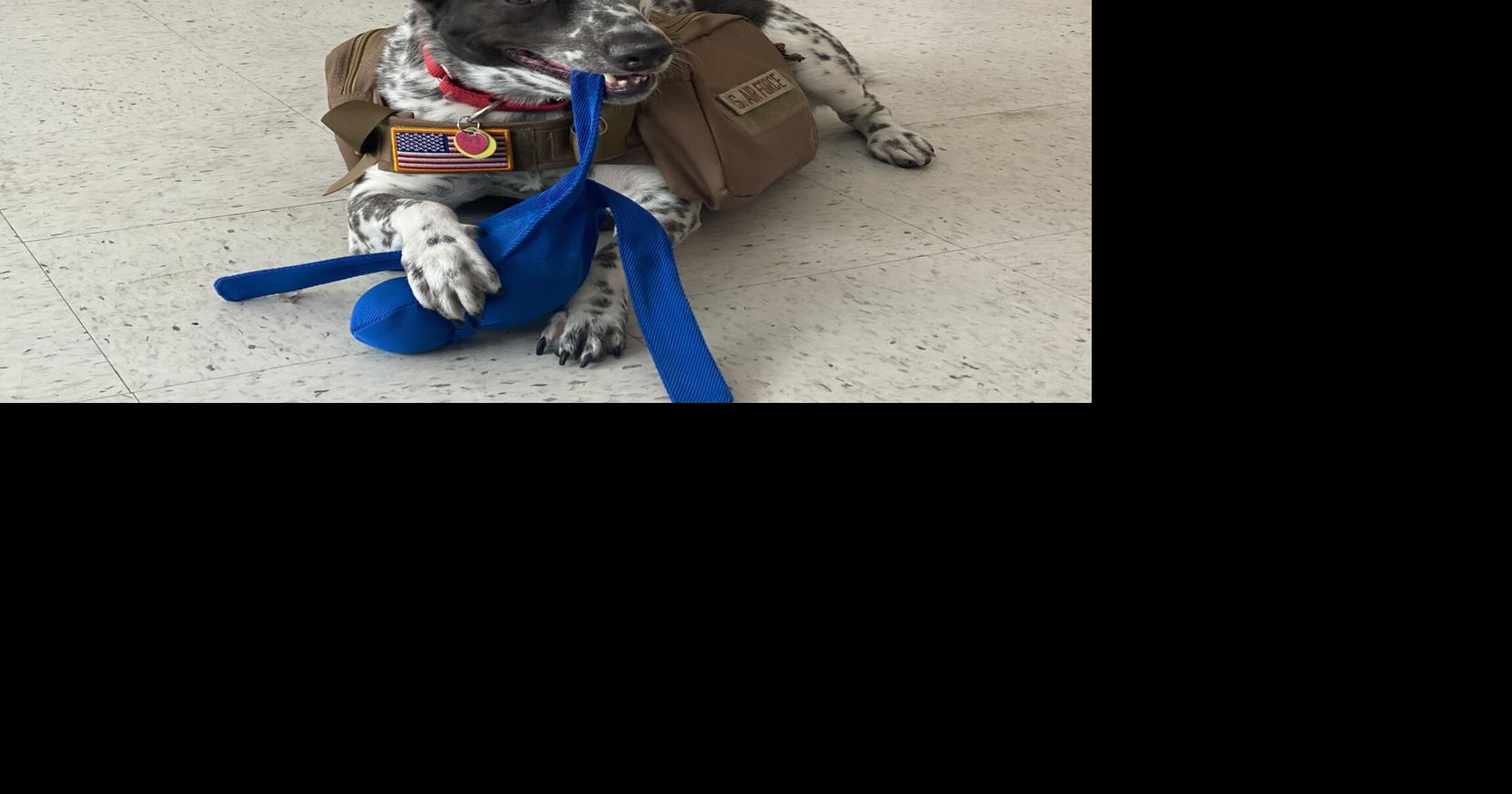 Fairchild celebrates their K-9 unit, morale dogs on National Dog Day ...