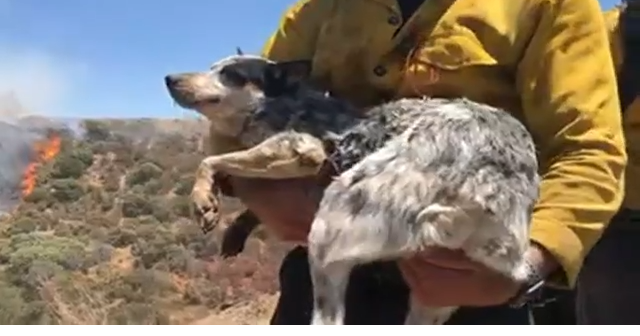 WATCH: Firefighters rescue lost dog found on fire line in California ...
