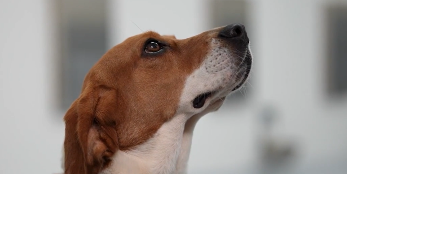 Beagles trained to sniff out cancer in innovative early detection test ...
