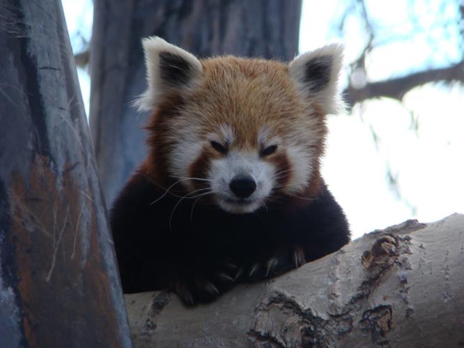 red panda kolossi