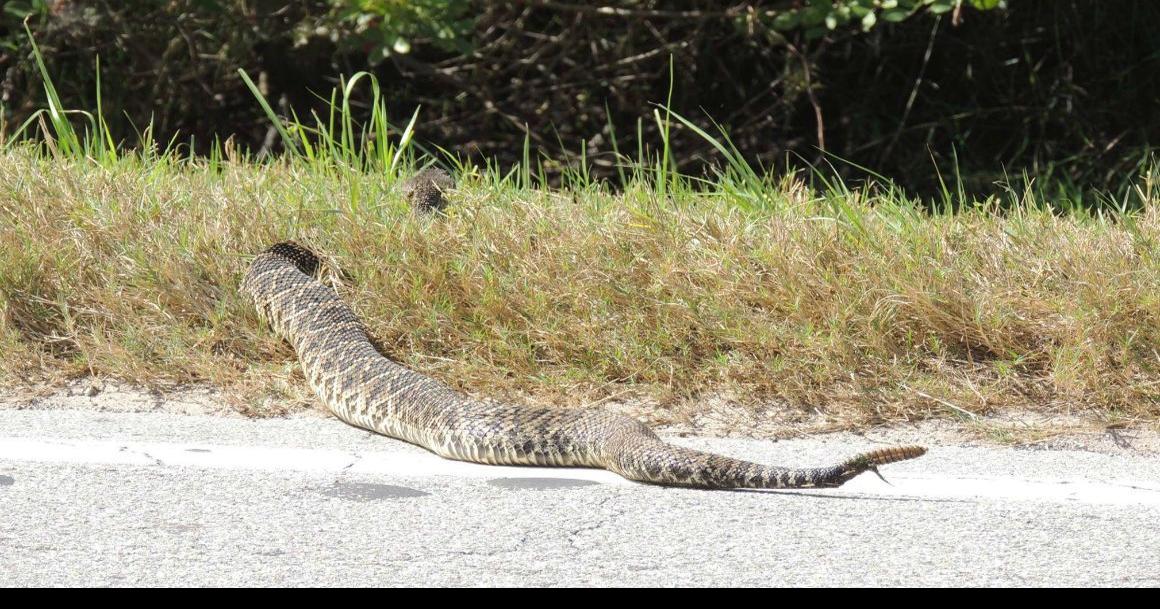 Giant snake caught on camera in central Florida | Spokane News | khq.com