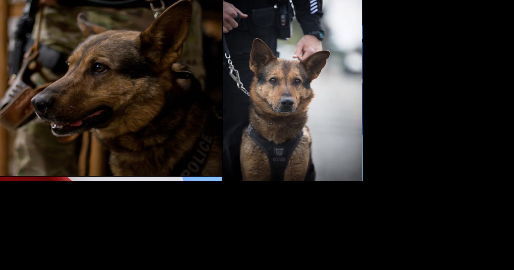 Retired Spokane Police K9 Leonidas passes away | Spokane News | khq.com