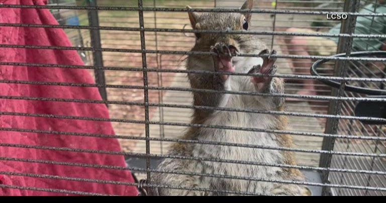 Wanted owner of Alabama "attack squirrel" arrested after chase ...