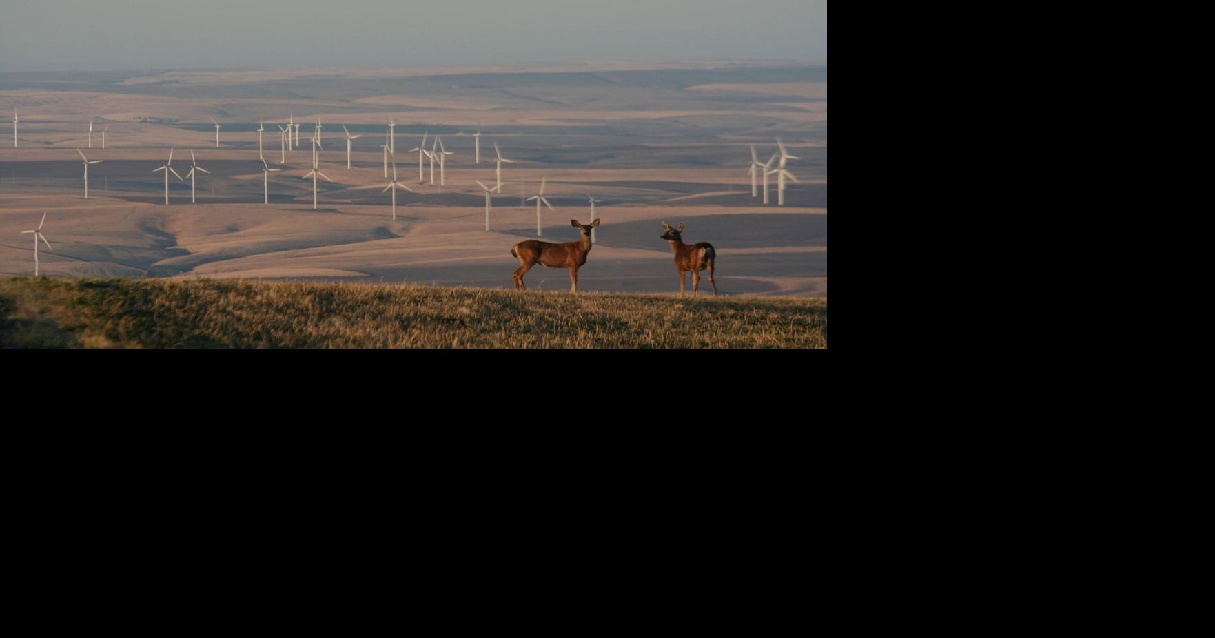 Washington Department of Fish and Wildlife seeks input on new solar and ...