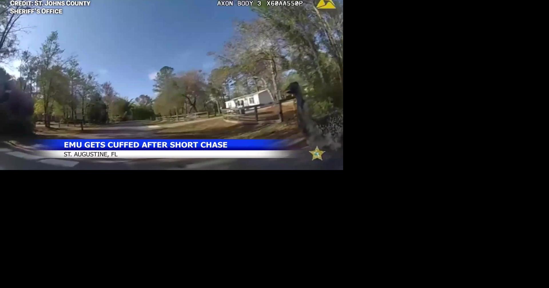 Escaped emu causes chaos in Florida before safe return to owners ...