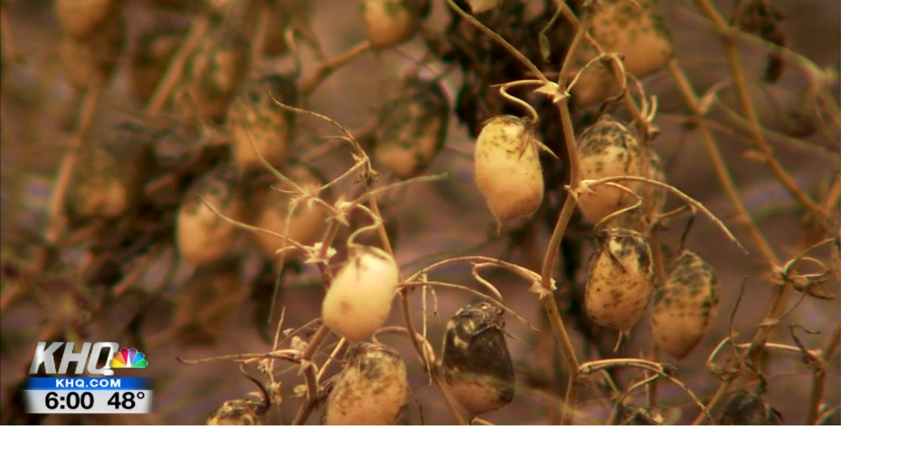 Wet September weather causes problems for local farmers | Spokane News ...