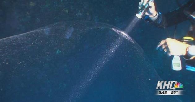 Hot Clicks: Giant, mysterious, translucent blob discovered in ocean ...